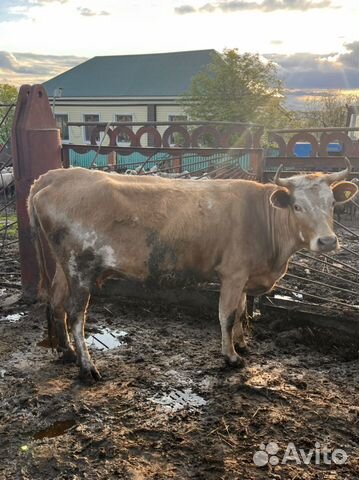 Корова дойная с теленком