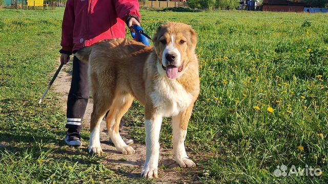 Кобель 5 мес, Среднеазиатская овчарка алабай