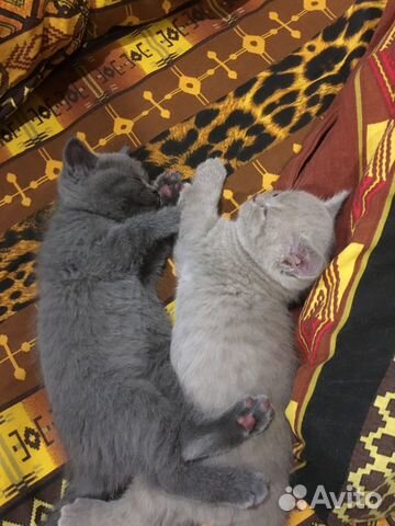 Котята британские чистокровные