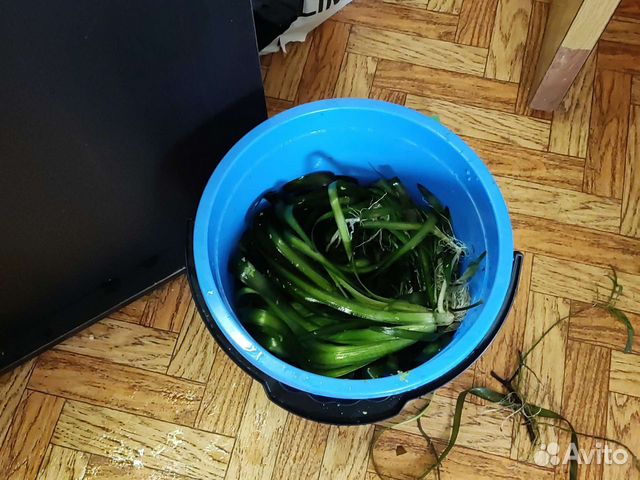 Растительность после прополки