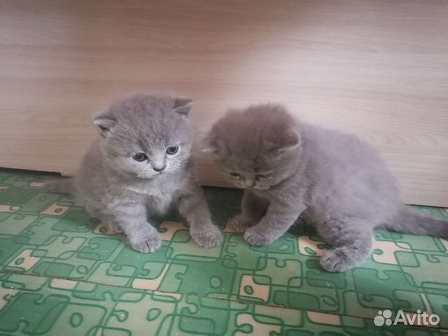 Британские вислоухие котята