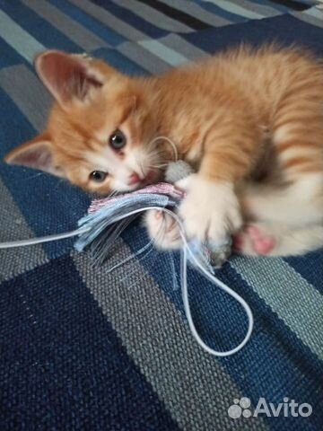 Котик Рыжик в дар бесплатно