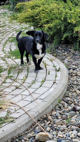 Ищет дом не большая Собачка Ночка