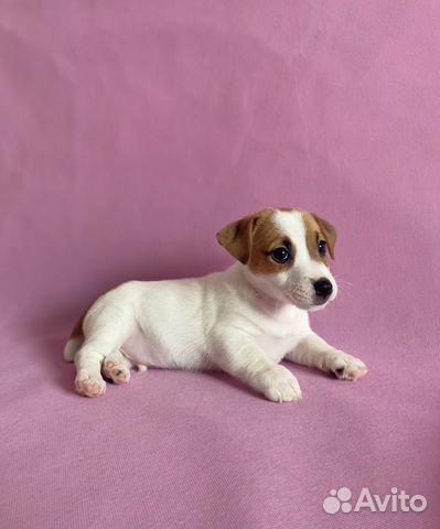 Джеки - клубные с документами