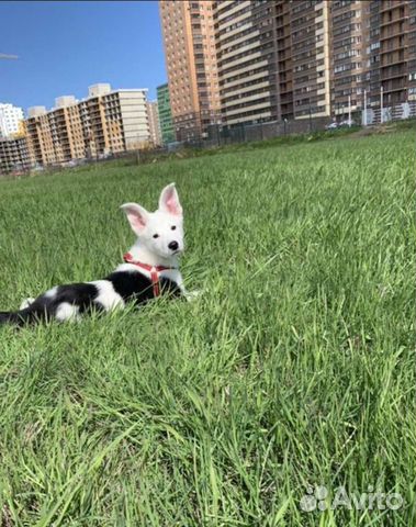 Полли в добрые руки