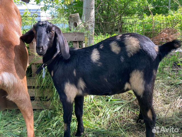 Коза нубийская