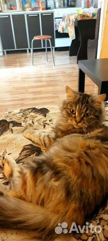 В добрые руки