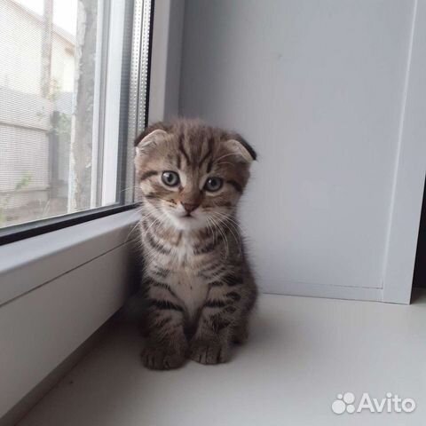 Вислоухие котята