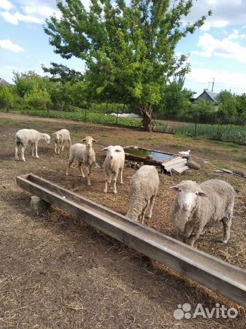 Бараны ягнята