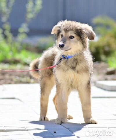 Пушистый щенок (мальчик, 2.5 месяца) в дар