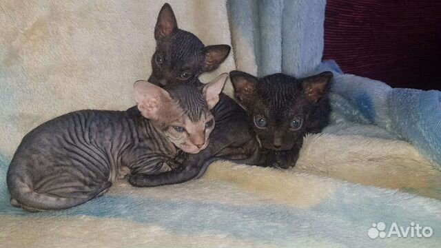 Кошки донской сфинкс