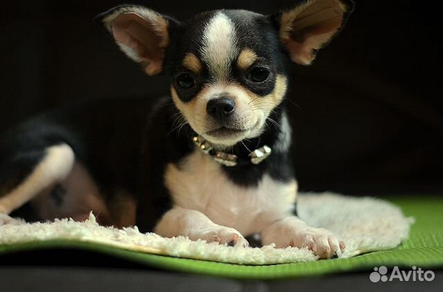 Мальчик подросток чихуахуа 5 мес док РКФ