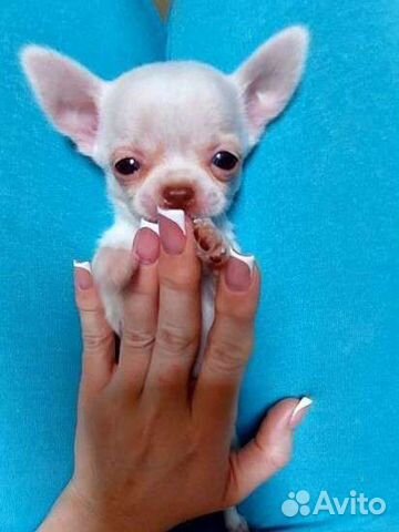 Щенки чихуахуа