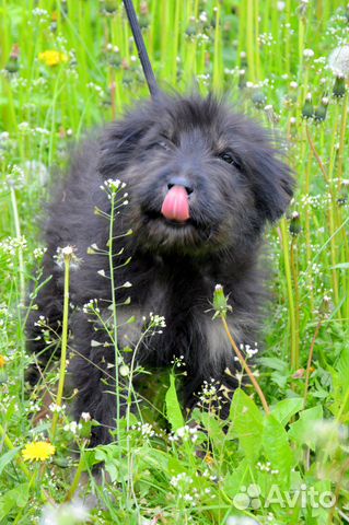 Щенок Бурбон в добрые руки