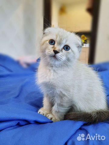 Шотландские котята