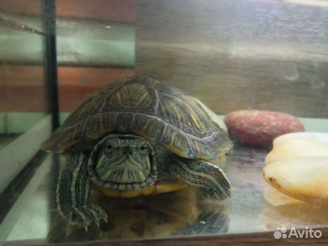 Красноухая черепаха бесплатно