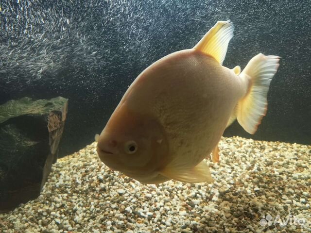 Аквариумные рыбки