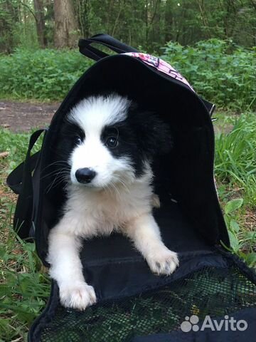 Щенки бесплатно