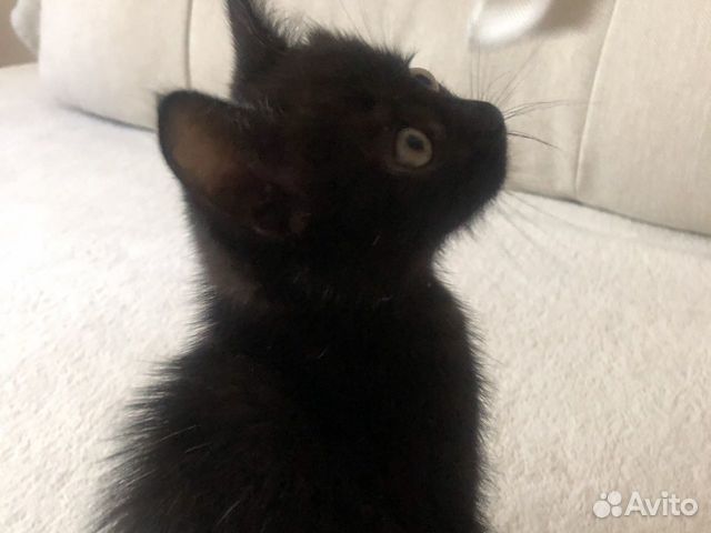 Котята мышеловы 6 недель