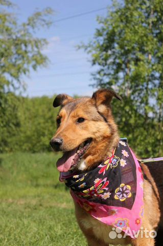 Собака хочет домой