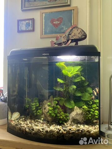 Аквариум