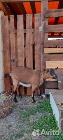 Чешские козы