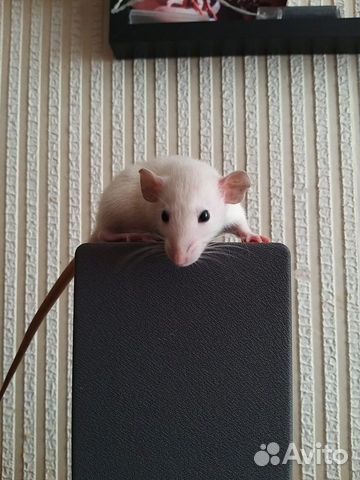 Крыски дамбо