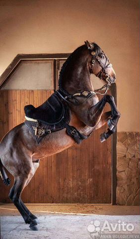 Лошадь жеребец