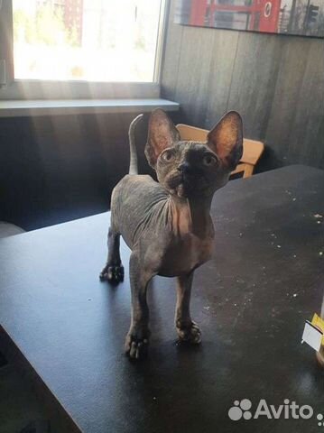 Канадский сфинкс кошка