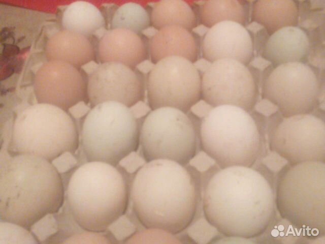 Яйца инкубационные породы Пушкинская и Доминант