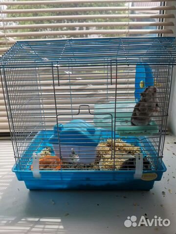 Джунгарский хомяк 2 шт