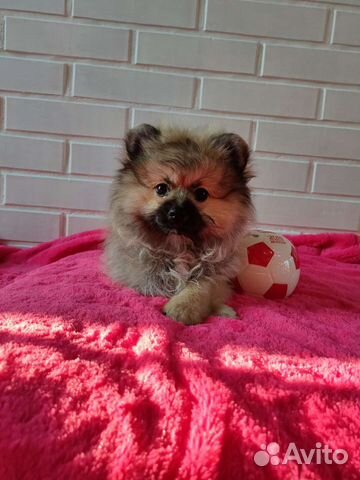 Девочка немецкий шпиц