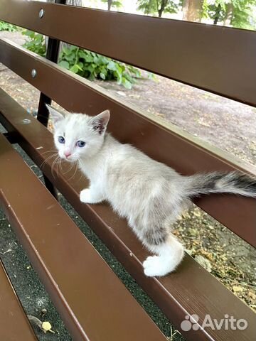 Кошки в добрые руки бесплатно