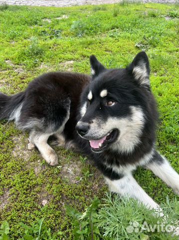 Метис аляскинский маламут