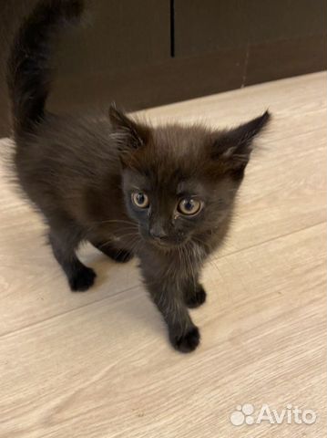 Котенок дворняжка