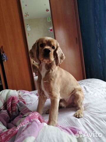 Жених готов к вязке