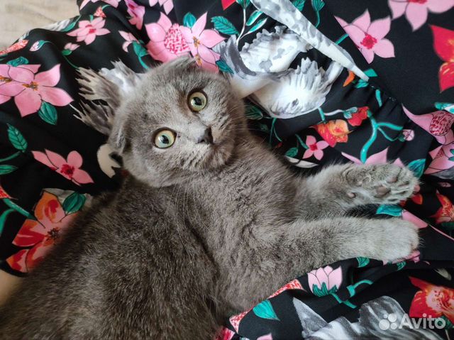 Шотландский котёнок
