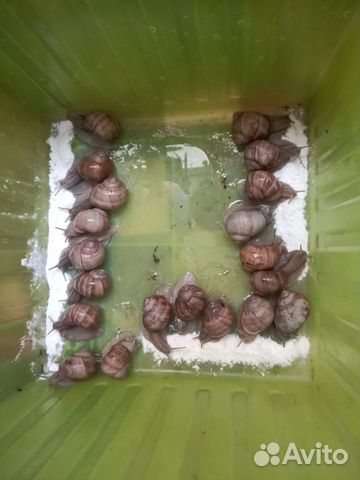 Улитка фермерская, эскарго