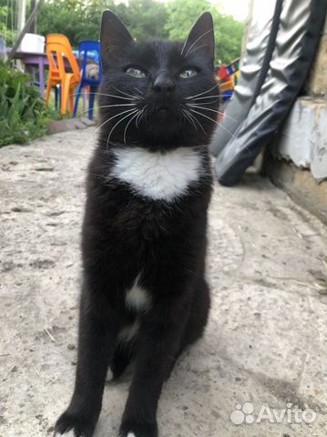 Молоденький котик в добрые руки