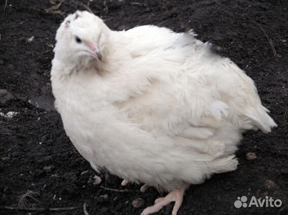 Продам Техасских перепелов