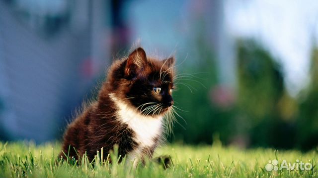 Котик по имени Феликс ищет хозяев