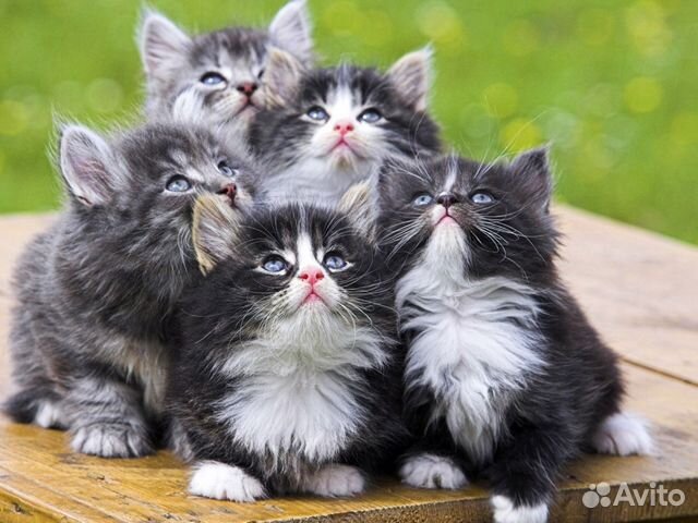 Сибирские котята