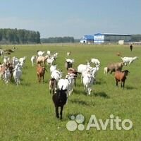 Продажа коз и козлят