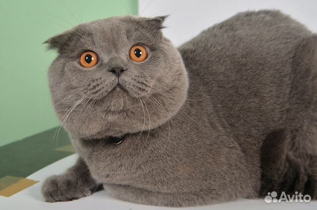Приглашение на вязку