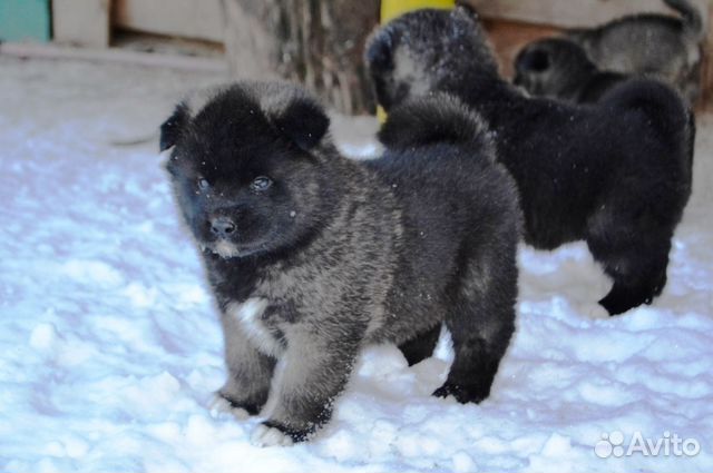 Американская акита