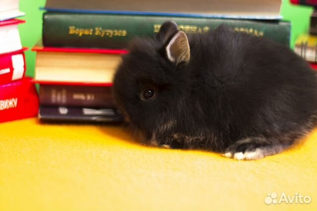 Карликовый кролик львиноголовый минор