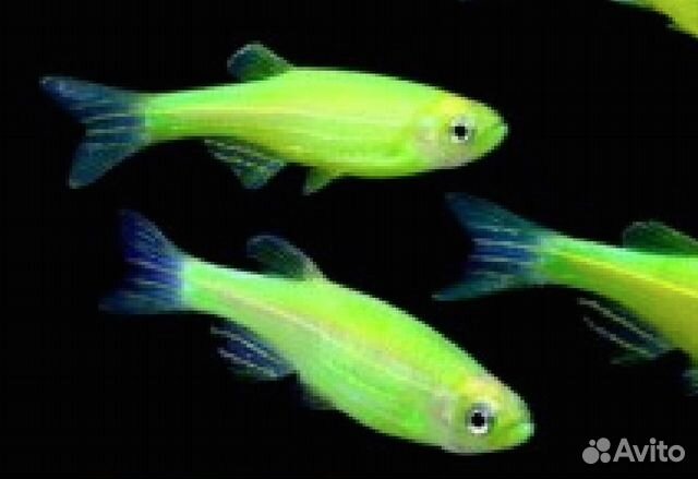 Danio Electric Green GloFish