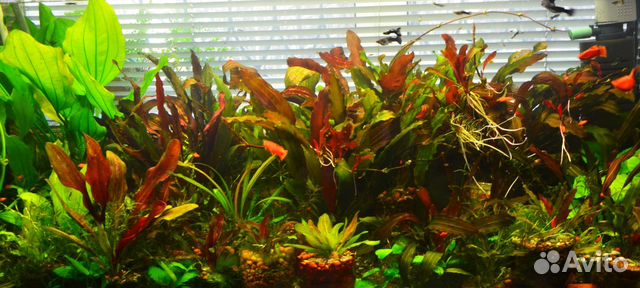 Красные эхинодорусы, живородка