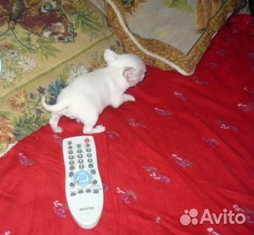 Чихуахуа кукольная белая леди