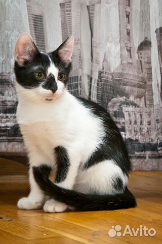 Котенок Атос в добрые руки